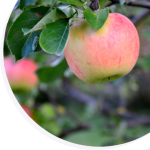 Home - Norfolk Fruit Growers Association